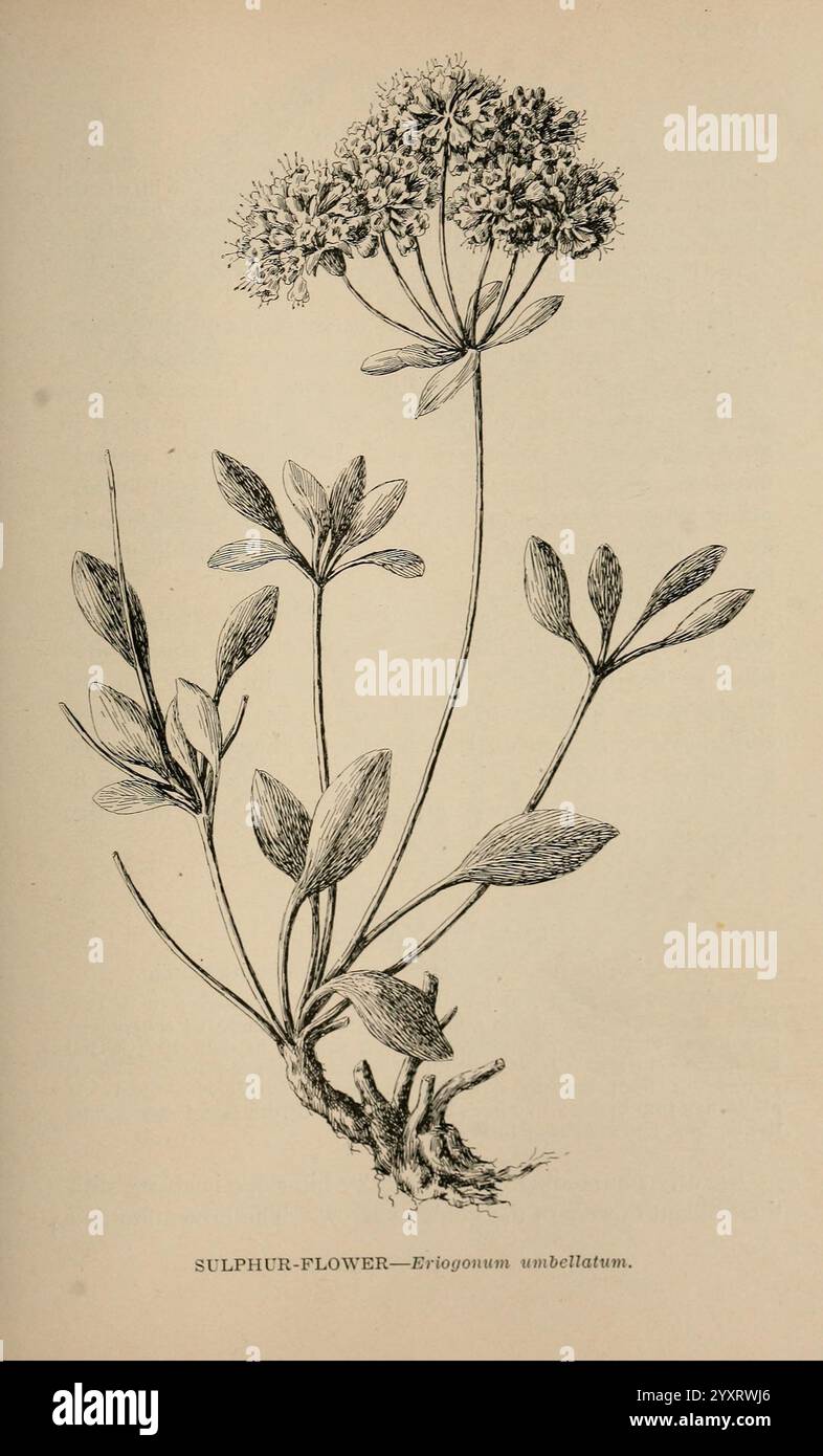 Rounded flowers emerge hi-res stock photography and images - Alamy