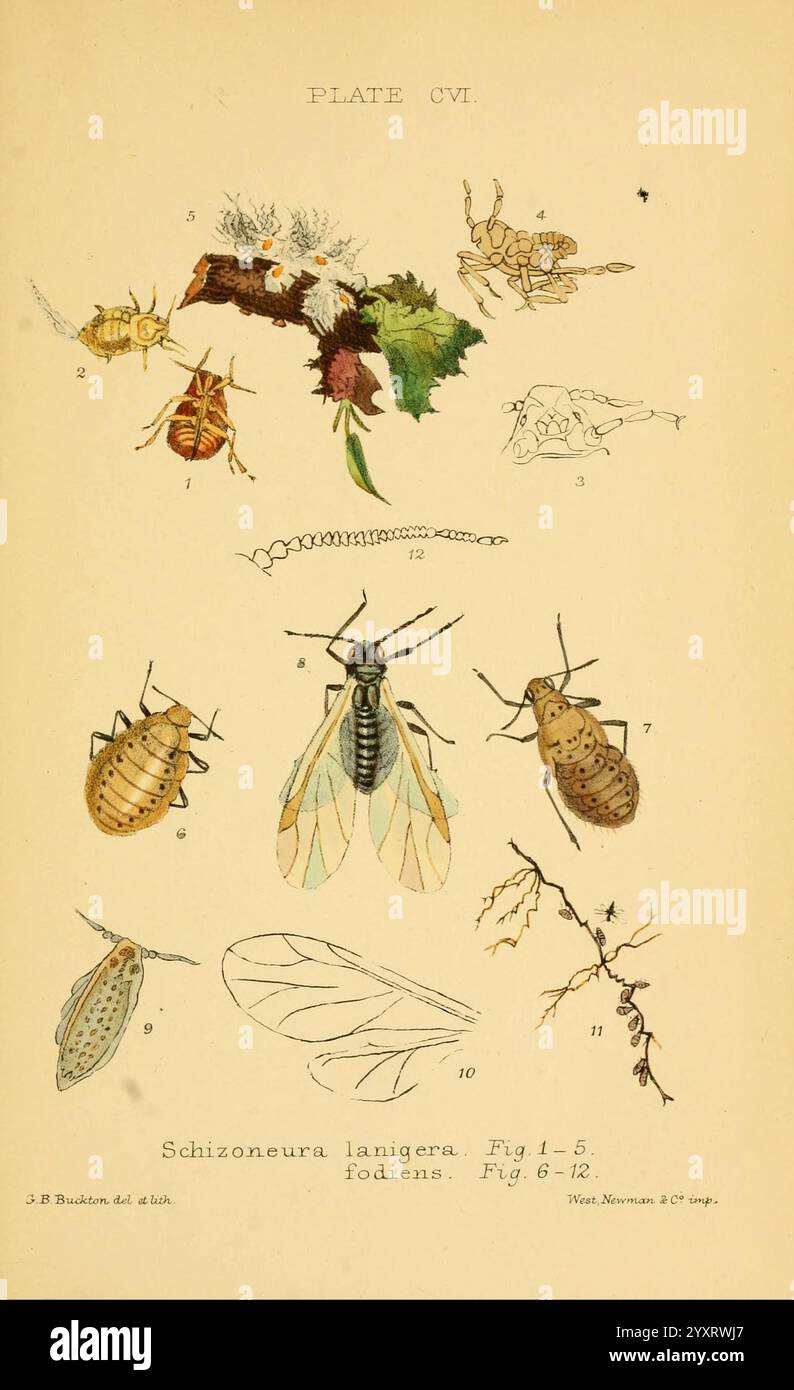 Monograph of the British Aphides London, 1876-83. aphids, Great Britain ...