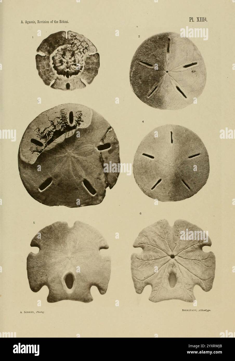 Revision of the Echini, Cambridge [Mass.], University Press, 1872-1874 ...