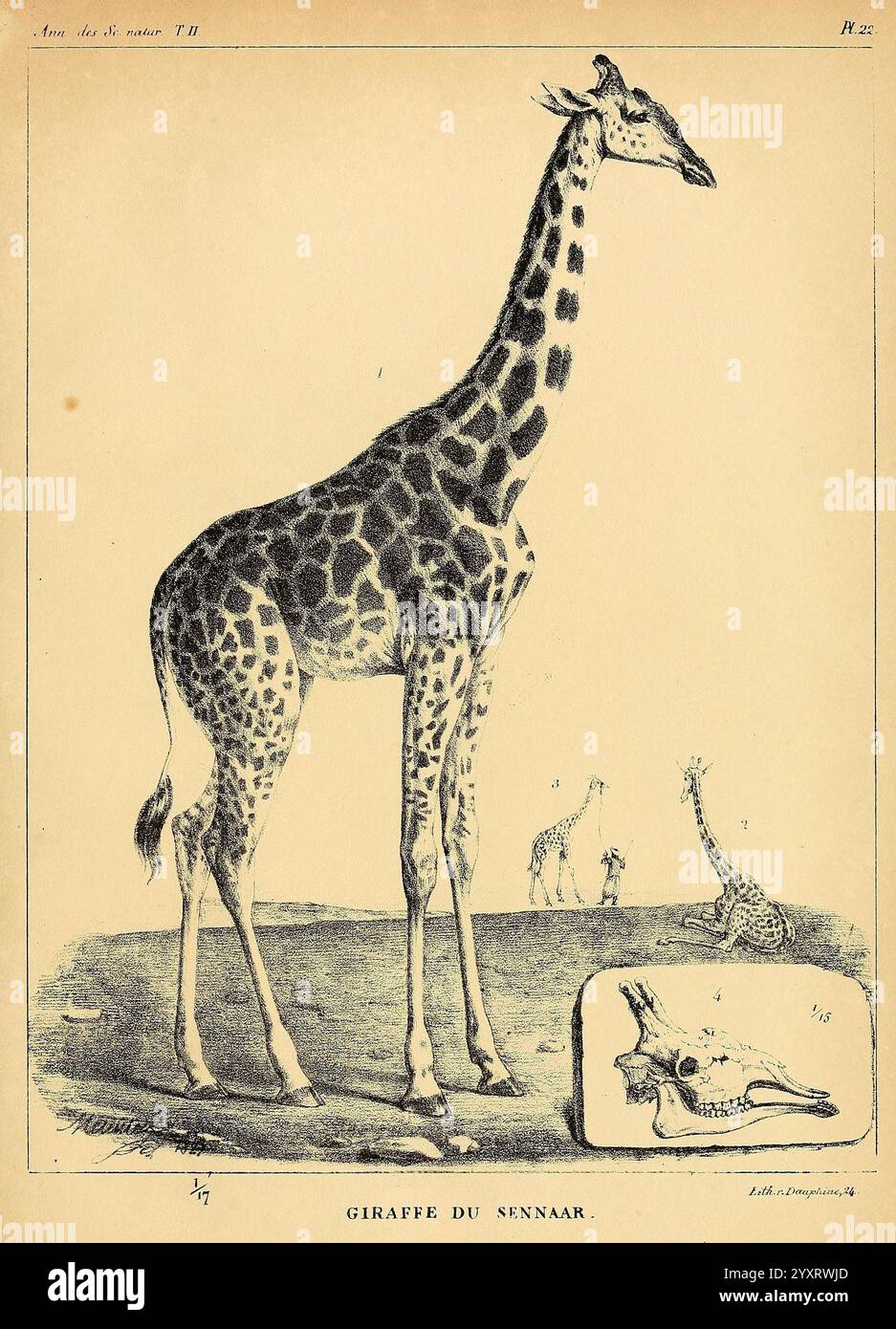 Giraffe depicts hi-res stock photography and images - Alamy