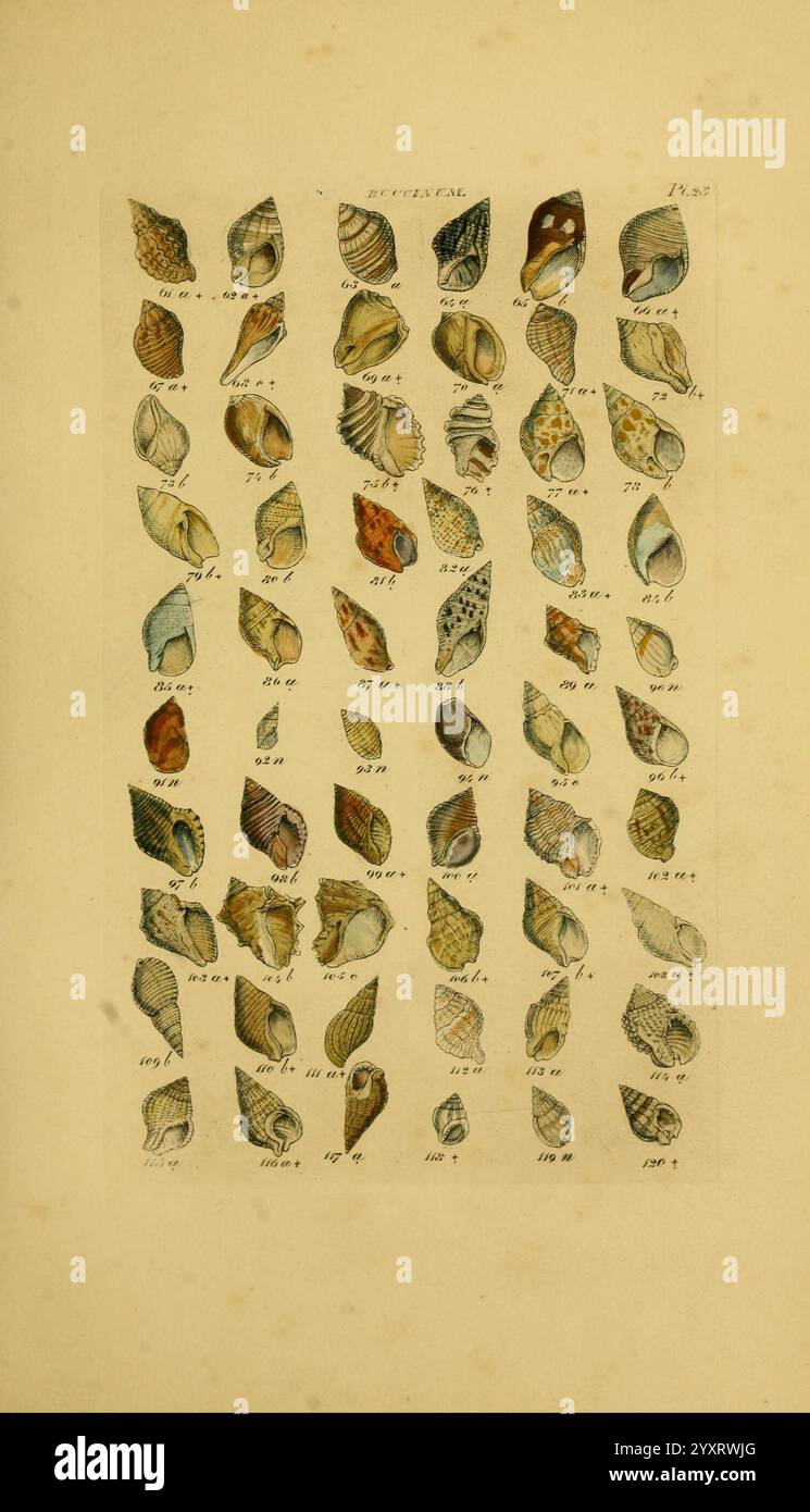 Index testaceologicus London, 1856, mollusks, shells, A detailed ...