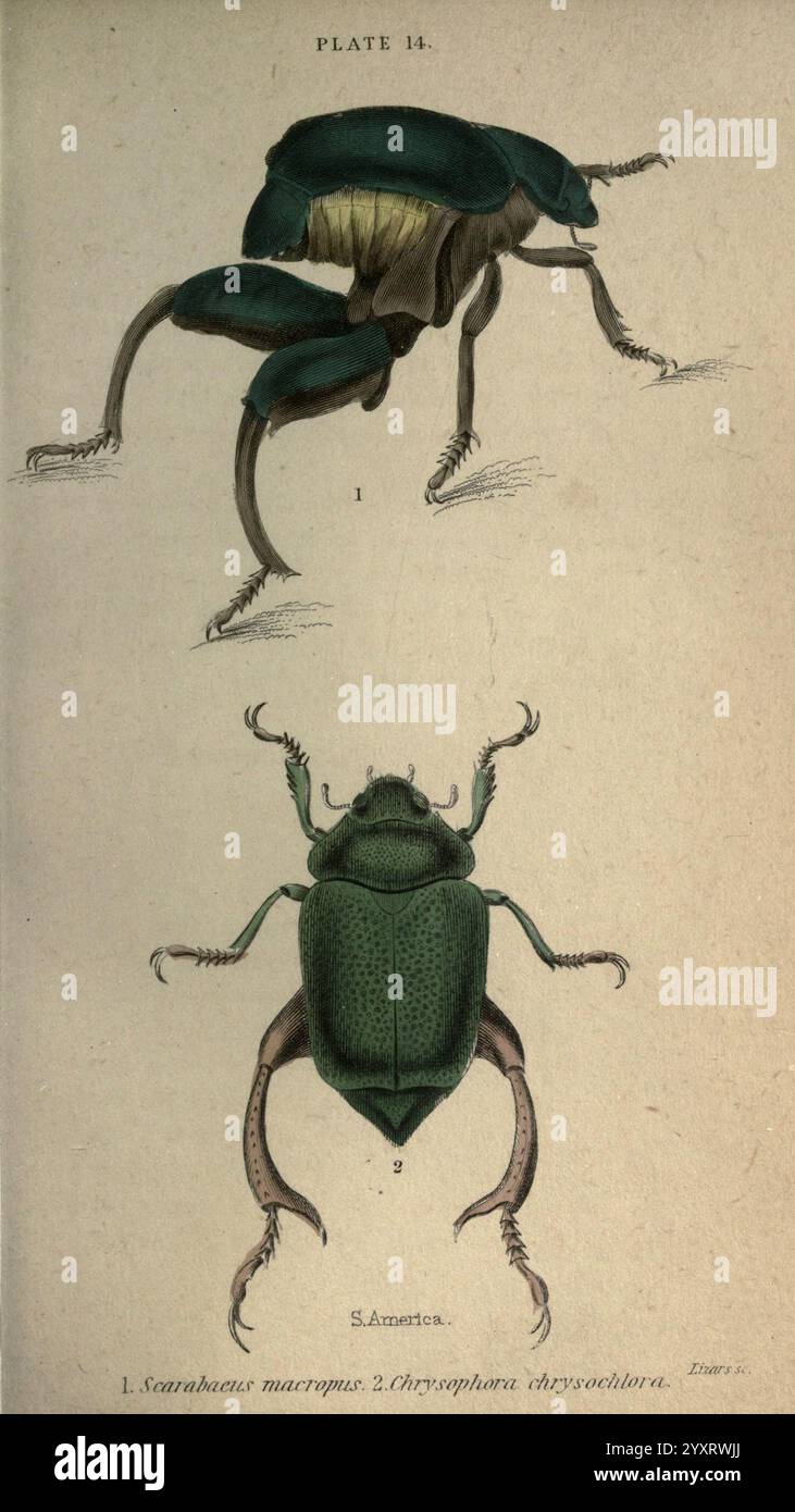 Illustration features two distinct beetles hi-res stock photography and ...