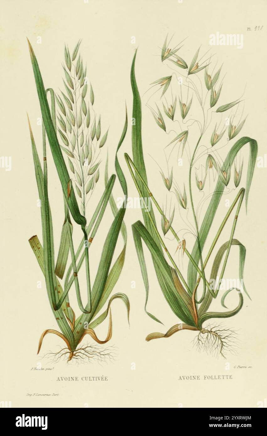 Nouvelle iconographie fourragère, Atlas, Paris, P. Asselin, 1871 ...