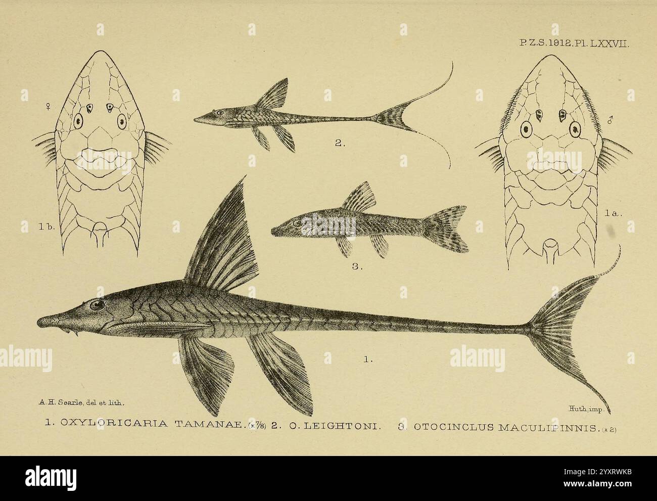 Proceedings of the Zoological Society of London, London, Academic Press ...