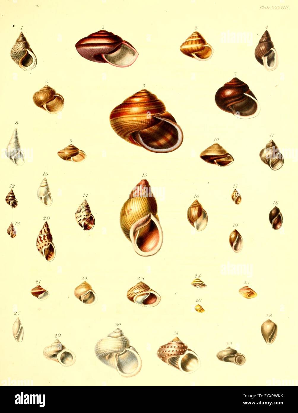 The zoology of Captain Beechey's voyage, London, H. G. Bohn, 1839 ...