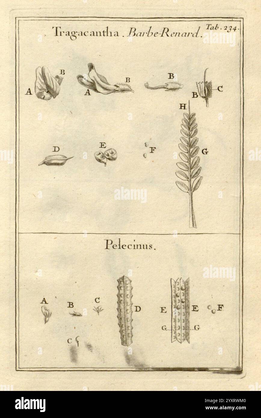 Identifying distinct characteristics hi-res stock photography and ...