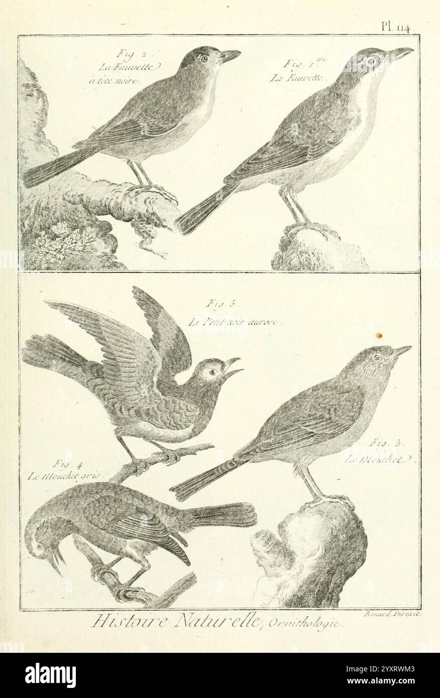 Top section features two birds hi-res stock photography and images - Alamy