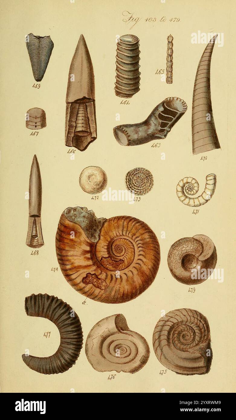 Cones vary hi-res stock photography and images - Alamy