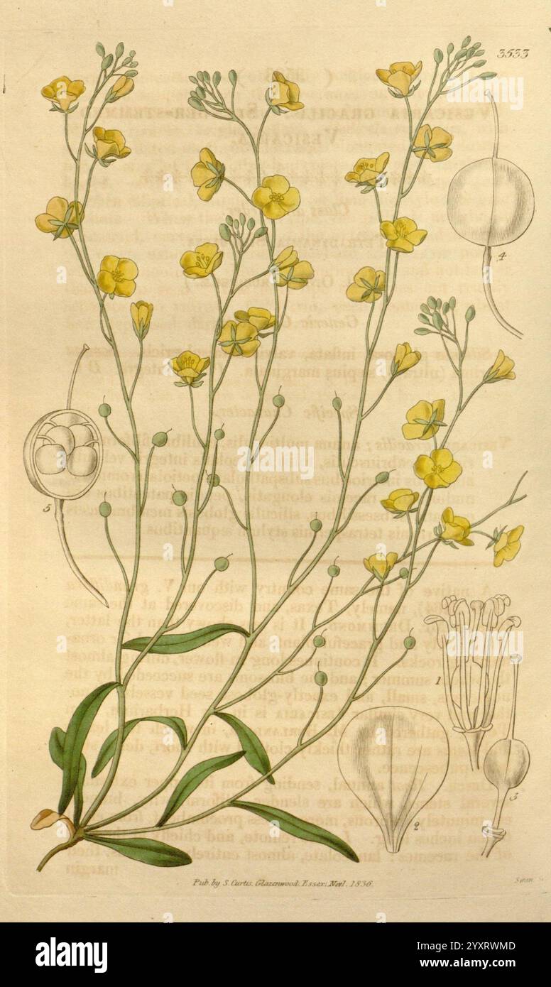 Blending scientific detail hi-res stock photography and images - Alamy