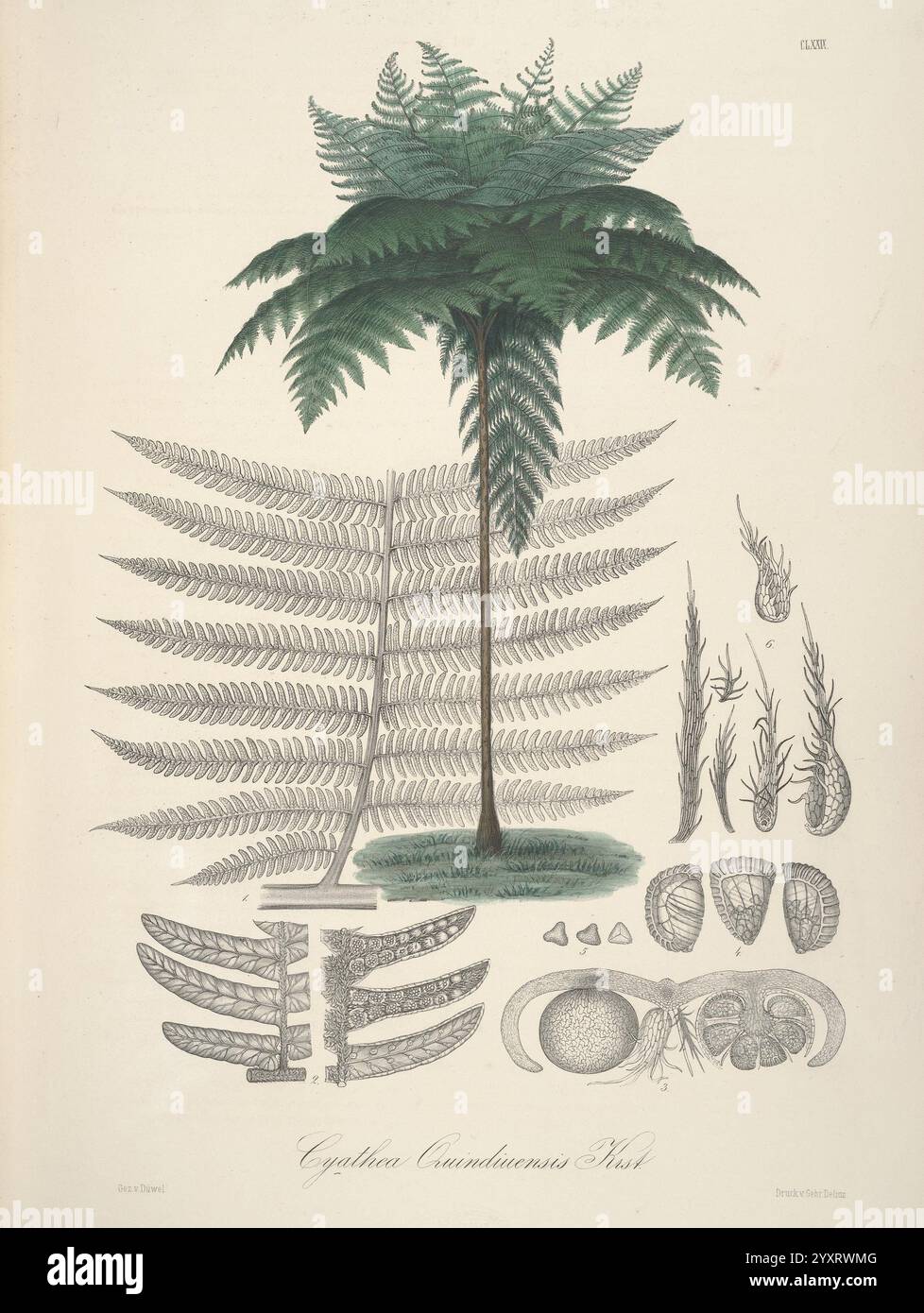 Tall cycad tree hi-res stock photography and images - Alamy