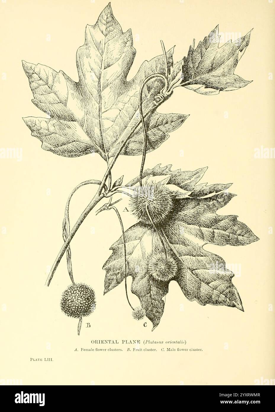 Trees and shrubs of the British Isles, London, Dent, 1909, botany ...