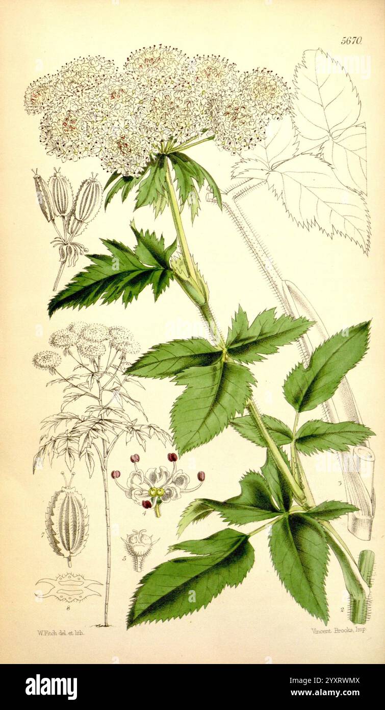 Curtis's Botanical Magazine London, New York Botanical Illustration ...