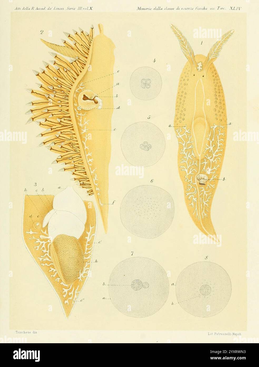 Understanding mollusk anatomy hi-res stock photography and images - Alamy
