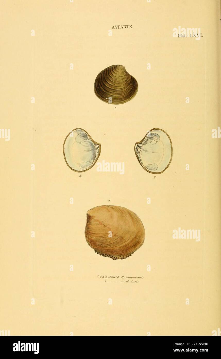 Middle specimen features hi-res stock photography and images - Alamy