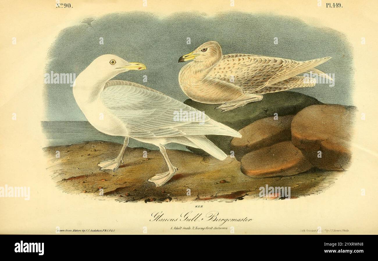 Second gull displays hi-res stock photography and images - Alamy