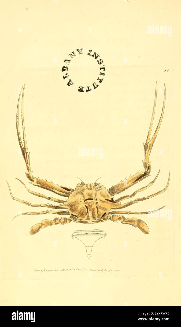 Crabs shell features hi-res stock photography and images - Alamy