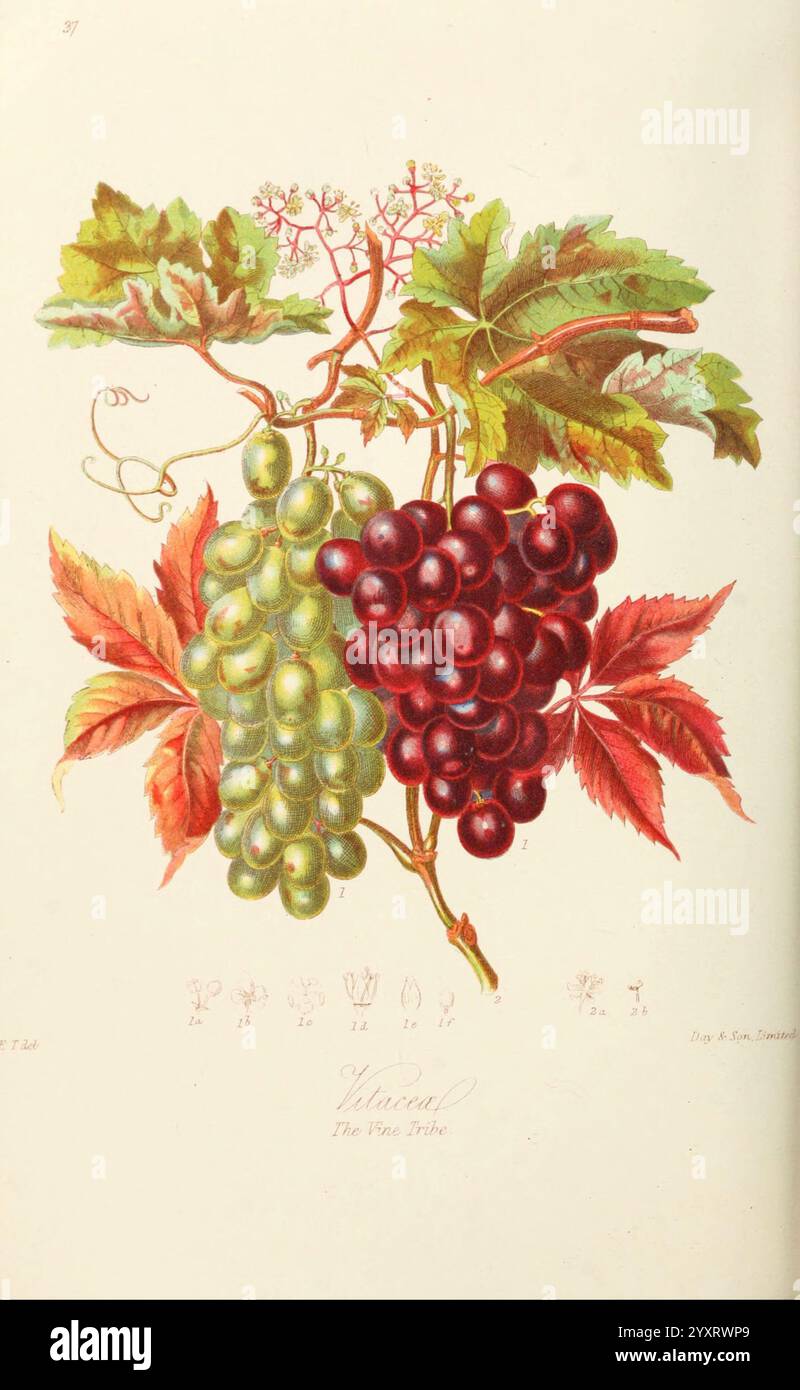 Illustrations of the Natural Orders of Plants with Groups and ...