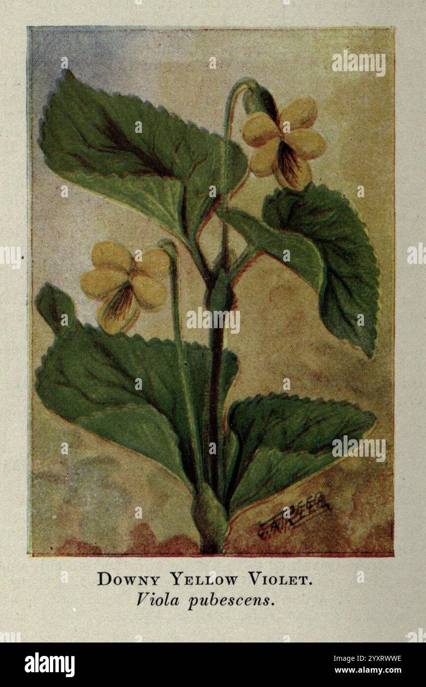 Wild Flowers East of the Rockies New York Doubleday Page 1910 United ...