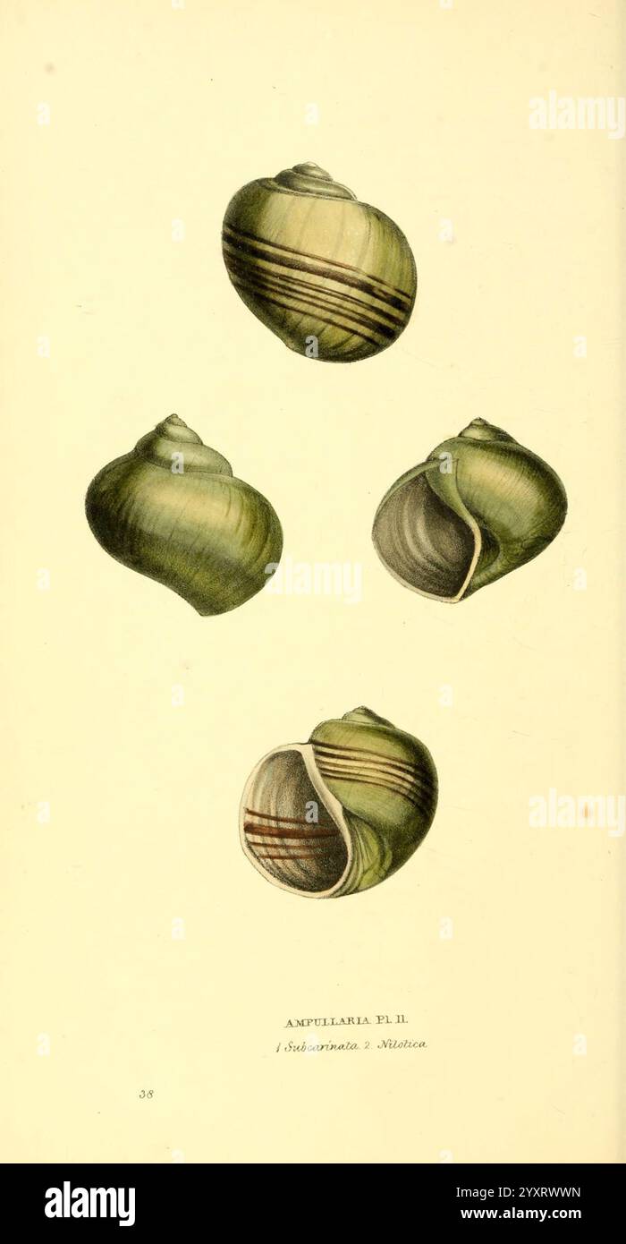 Zoological, illustrations London, Baldwin & Cradock, 1829-1833, shells ...