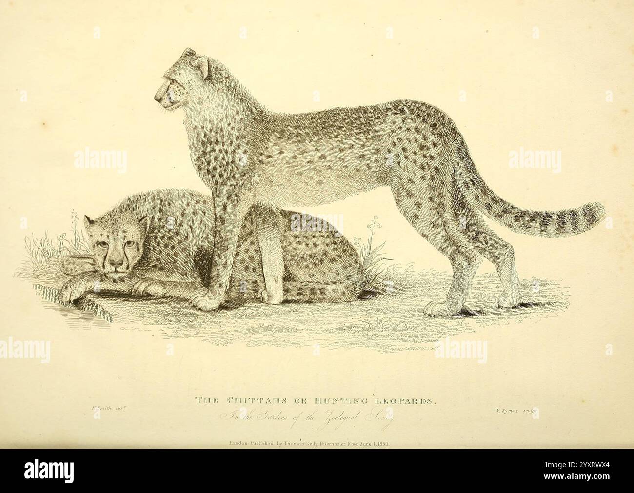 The wonders of the animal kingdom, London, T. Kelly, 1830, Great ...