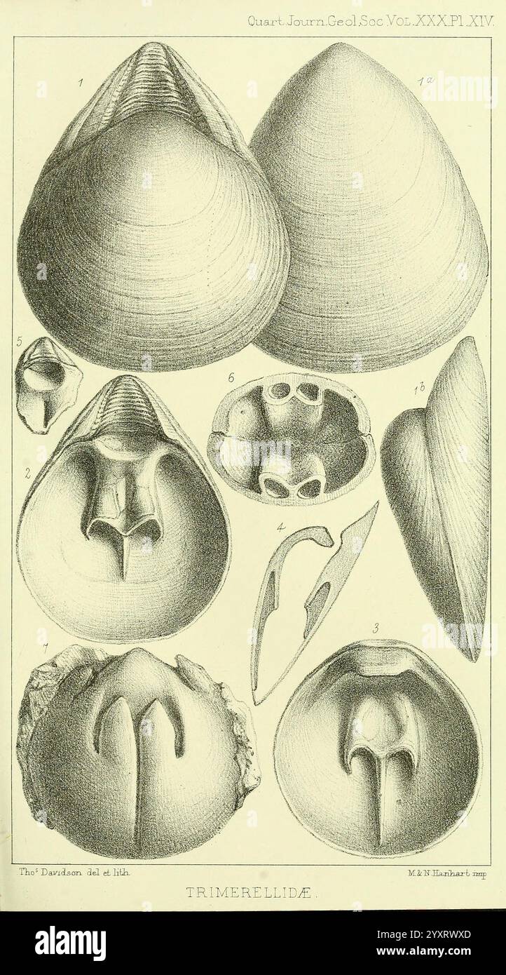 Highlighting unique morphological characteristics hi-res stock ...