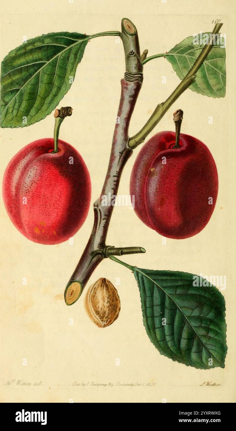 Light colored plum pit hi-res stock photography and images - Alamy