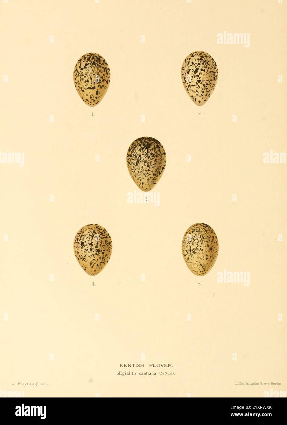 Collection features five detailed illustrations hi-res stock ...