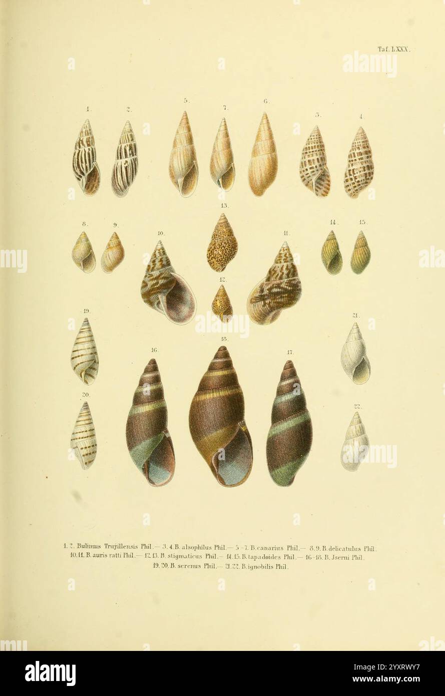 Novitates Conchologicae Cassel T. Fischer 1854-79 Mollusks Pictorial ...