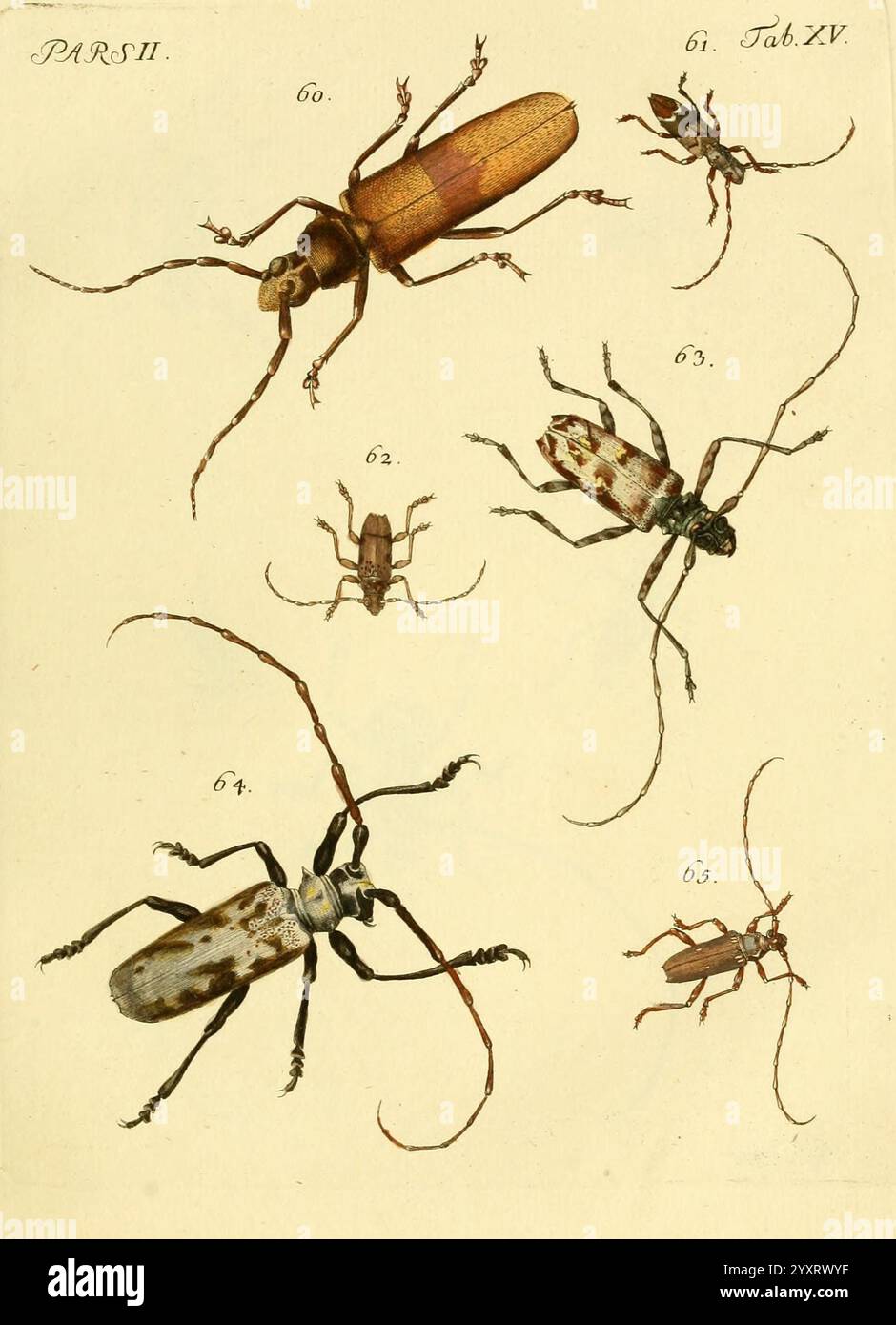 Elongated beetle displays hi-res stock photography and images - Alamy