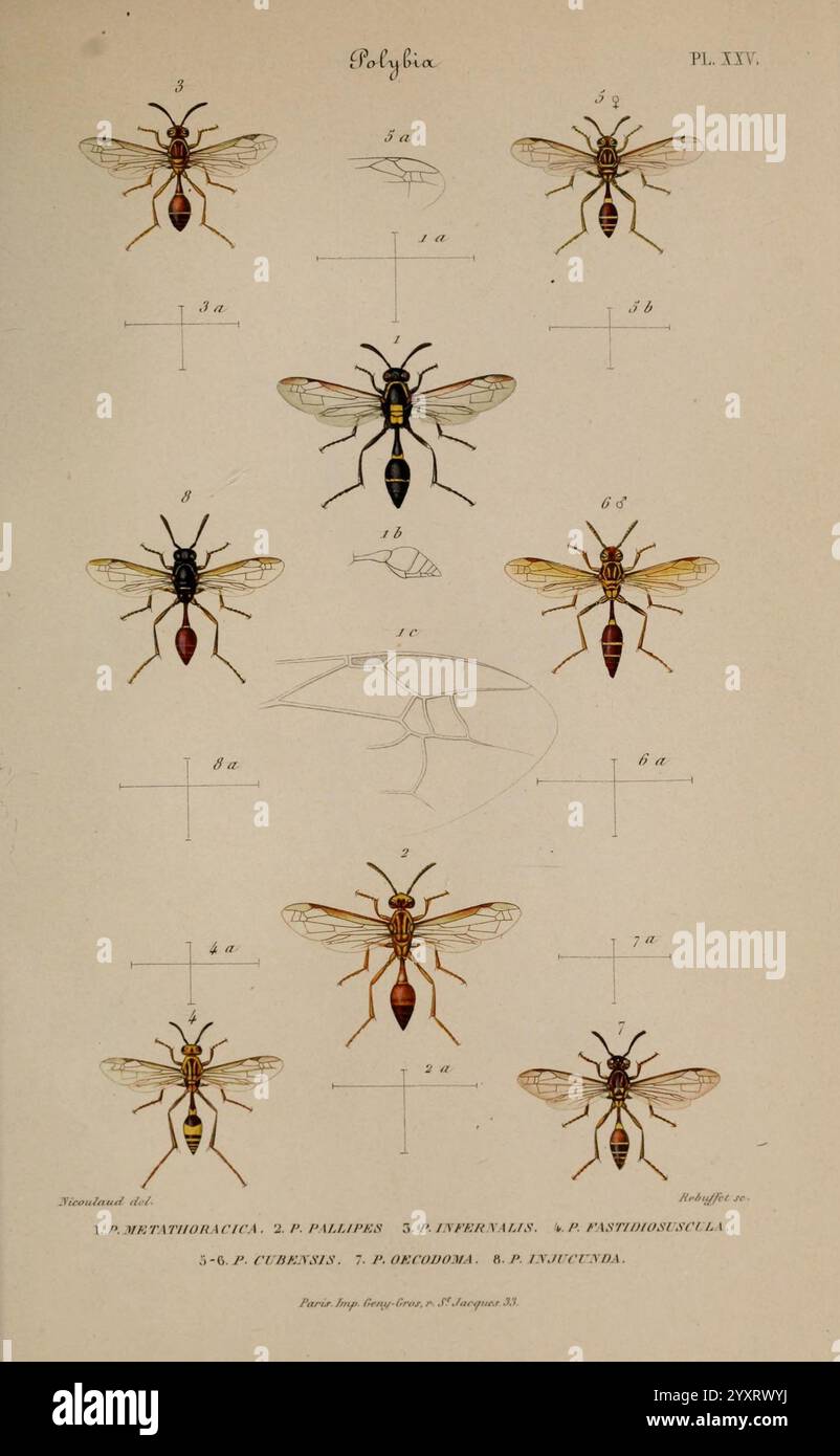 Schematized view hi-res stock photography and images - Alamy