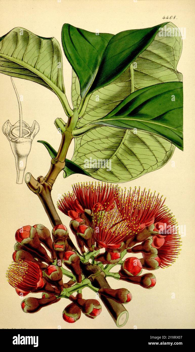 Floral structure depicted hi-res stock photography and images - Alamy