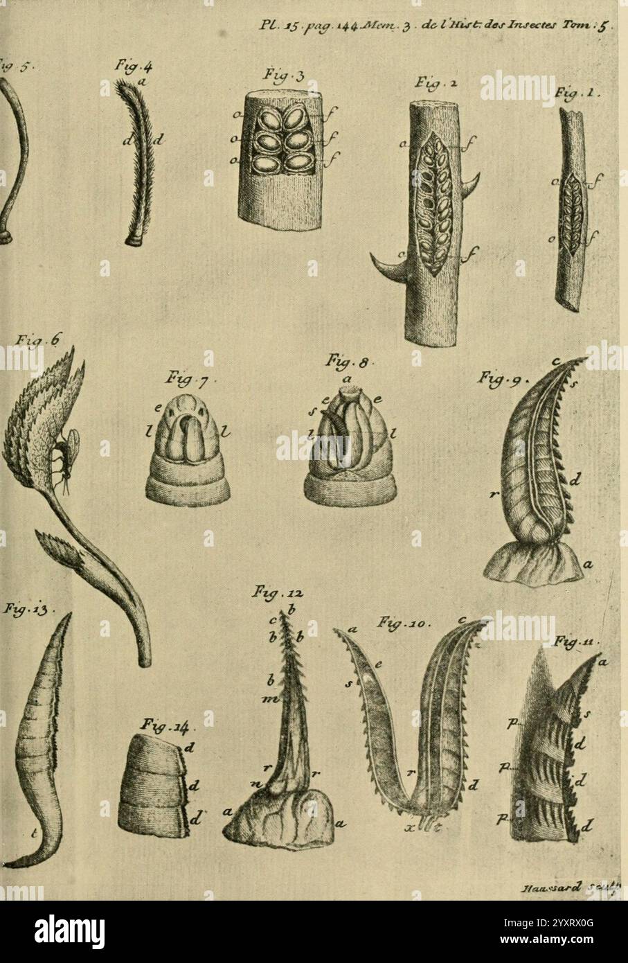 Botanical drawings of various plant forms hi-res stock photography and ...