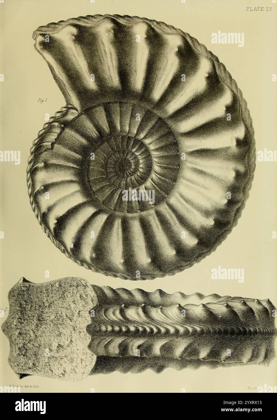 Monograph on the Lias Ammonites of the British Islands, London, Printed ...