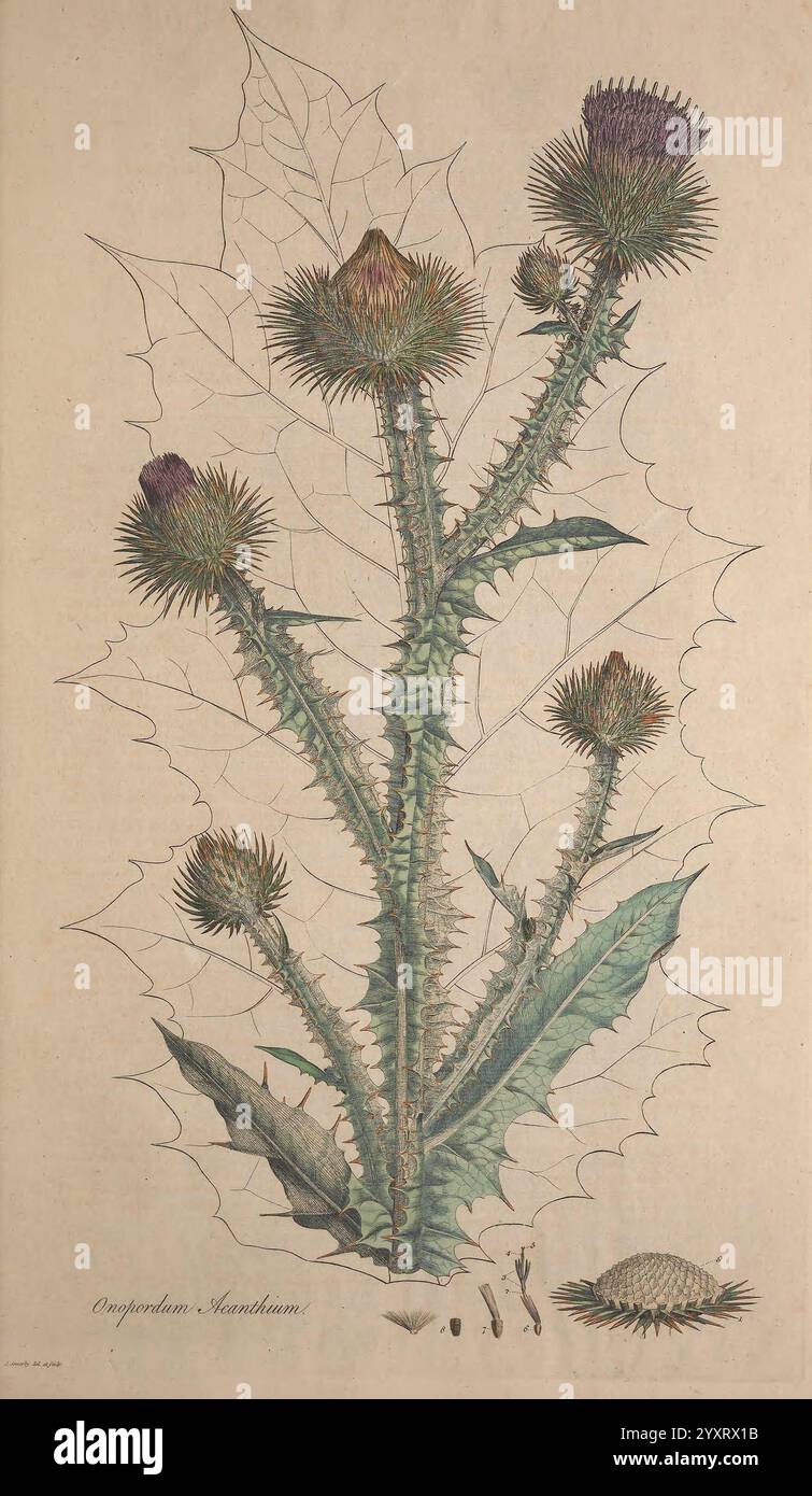 Prominent spiny leaves hi-res stock photography and images - Alamy