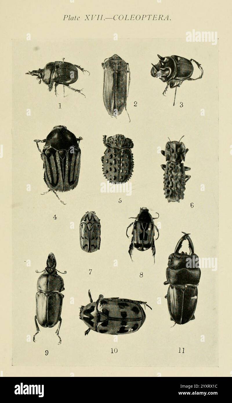 Brooks 1907 australia insects arthropoda coleoptera lucanidae sc hi-res ...