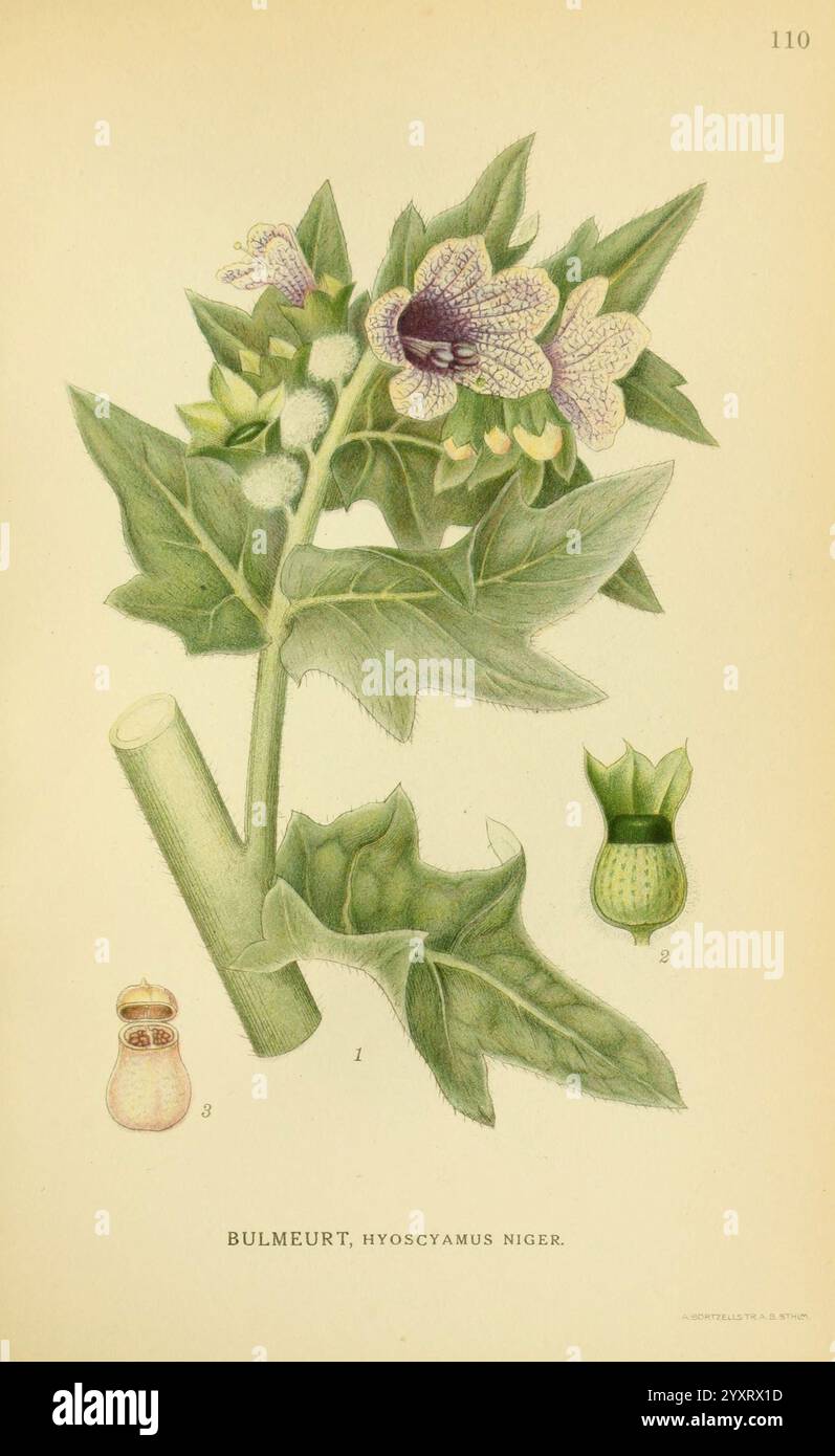 Billeder af nordens flora, v.1 København, G.E.C. Gad's forlag, 1917 ...