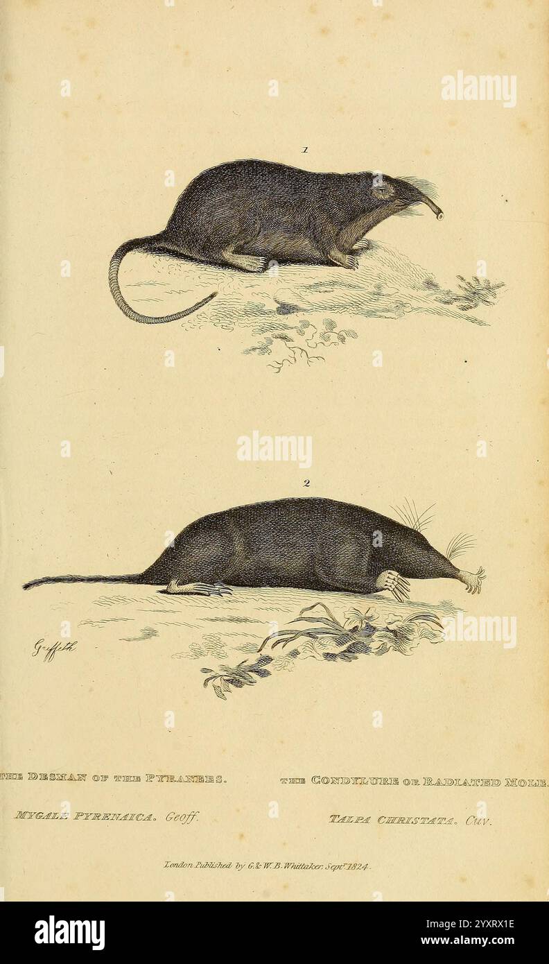 The class Mammalia London, Printed for Geo. B. Whittaker, 1827. mammals ...