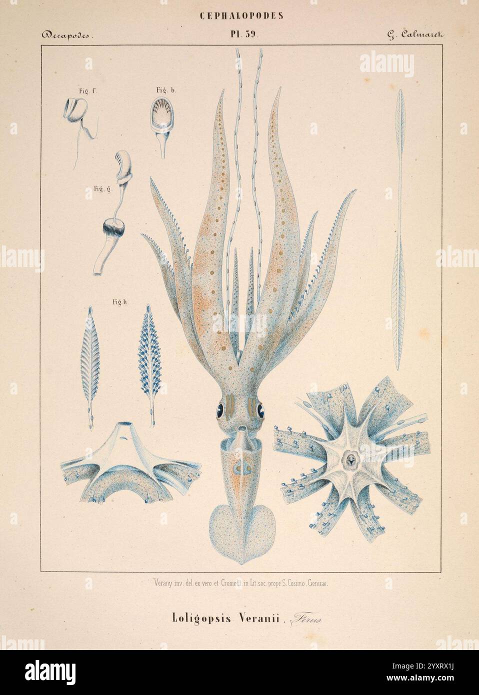 Illustration showcases various detailed anatomical drawings hi-res ...