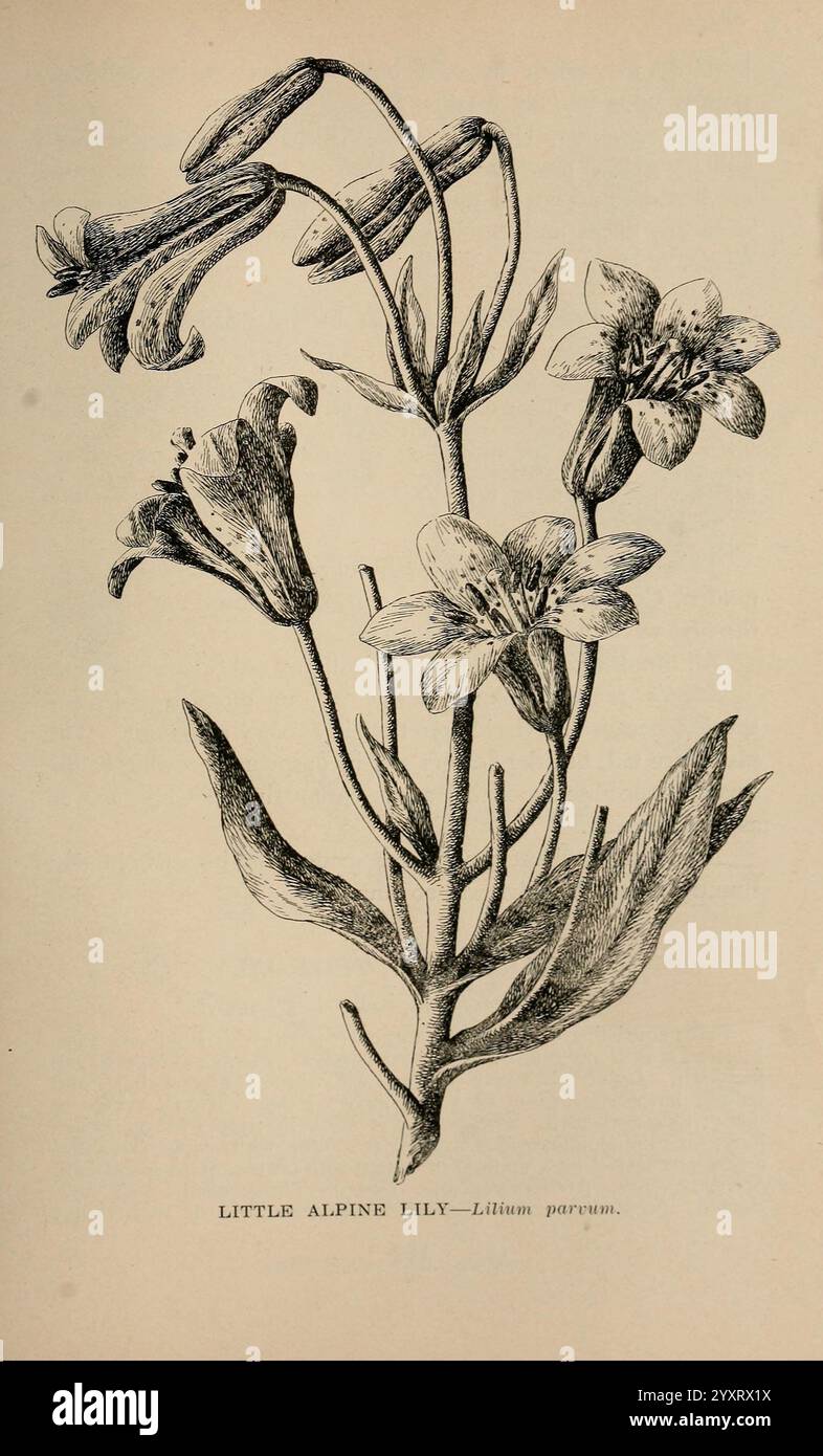 Lance shaped leaves emerge hi-res stock photography and images - Alamy