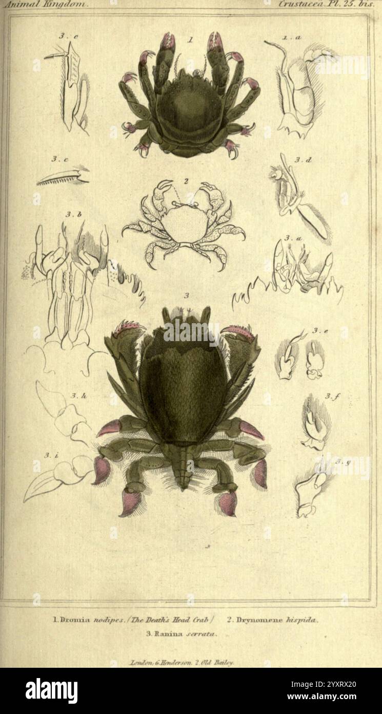 Crabs dorsal view hi-res stock photography and images - Alamy