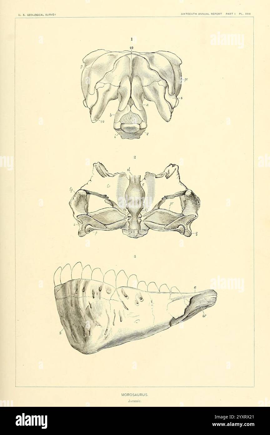 The dinosaurs of North America, Washington, Govt. Print, 1896 ...