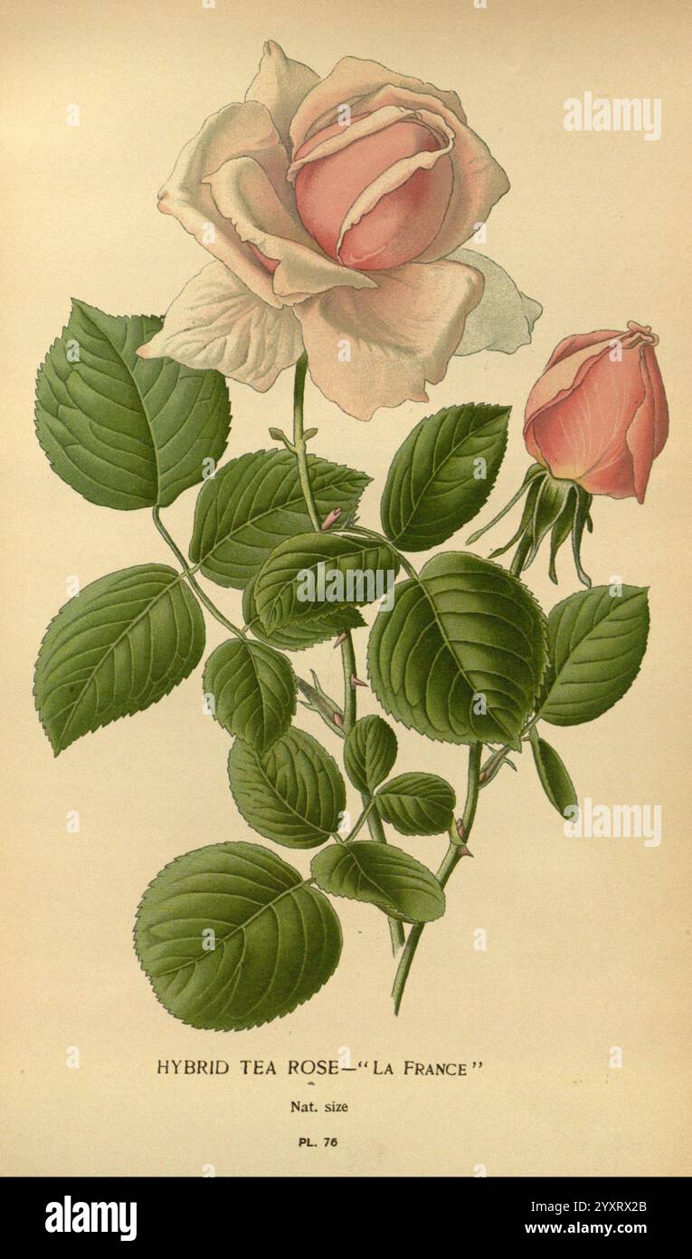 Roses graceful form hi-res stock photography and images - Alamy