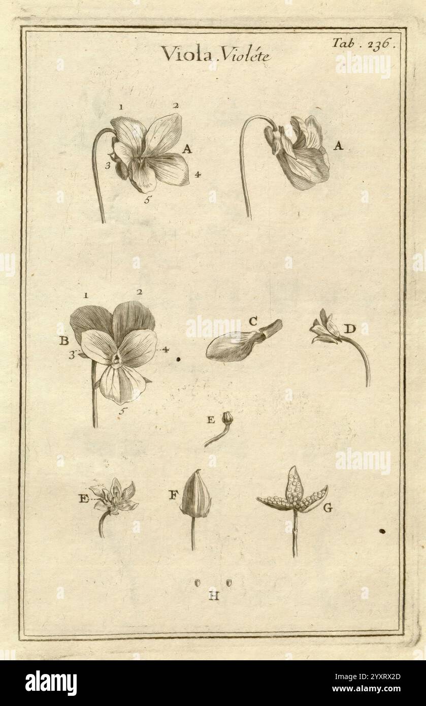 Showcasing various species of violets hi-res stock photography and ...