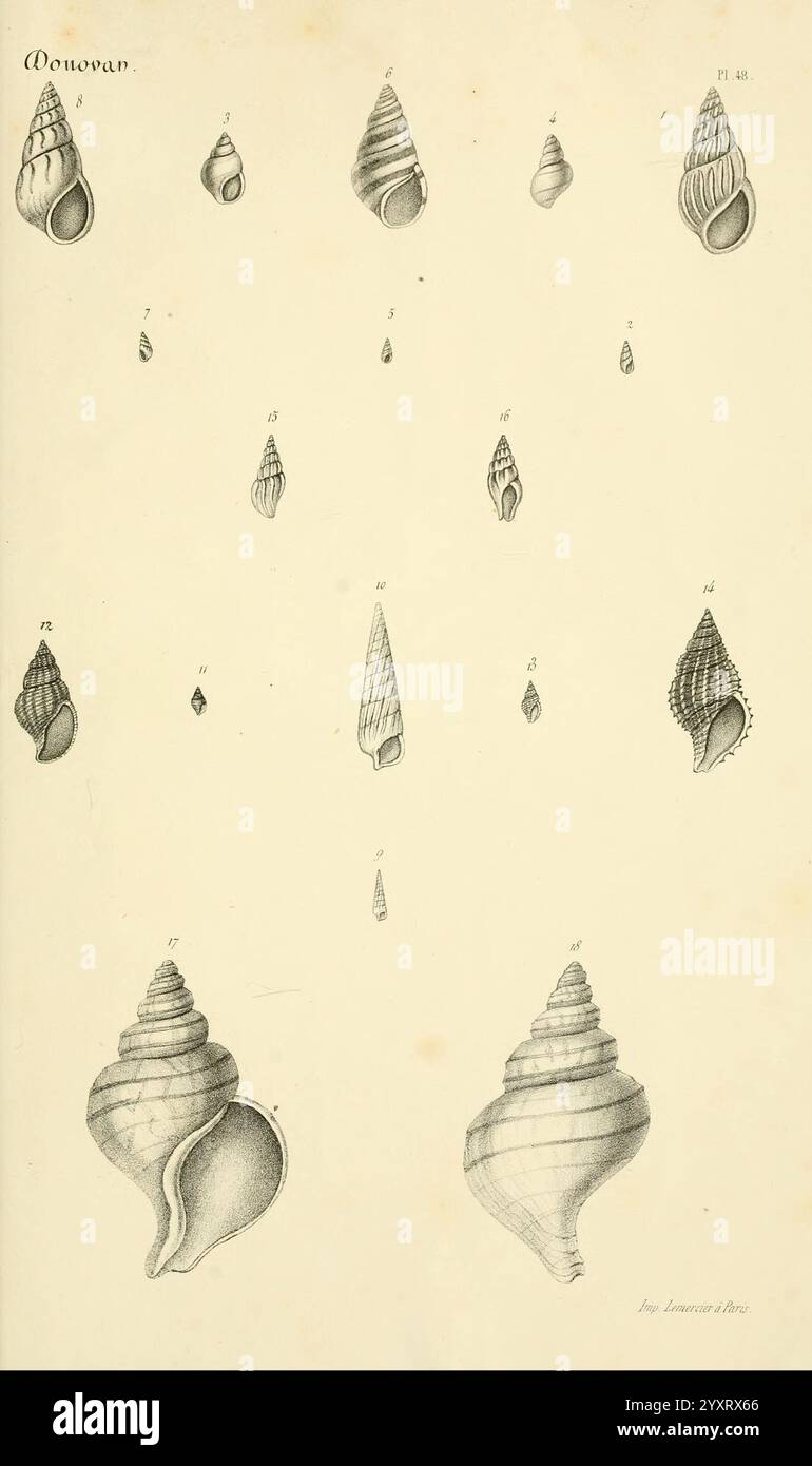 Bibliothèque conchyliologique, Paris, A. Franck, 1845-1846, shells ...