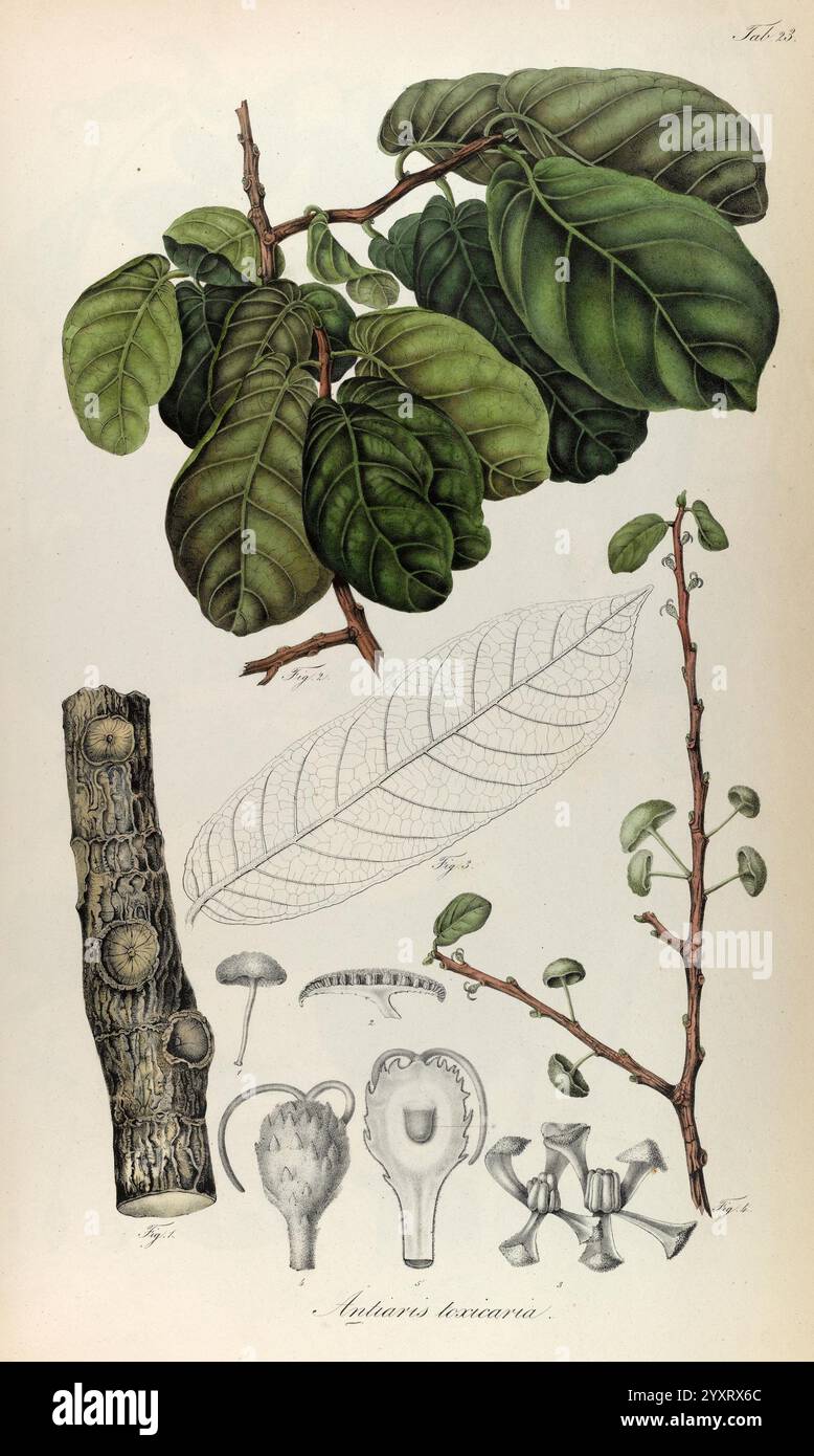 Various botanical elements related hi-res stock photography and images ...