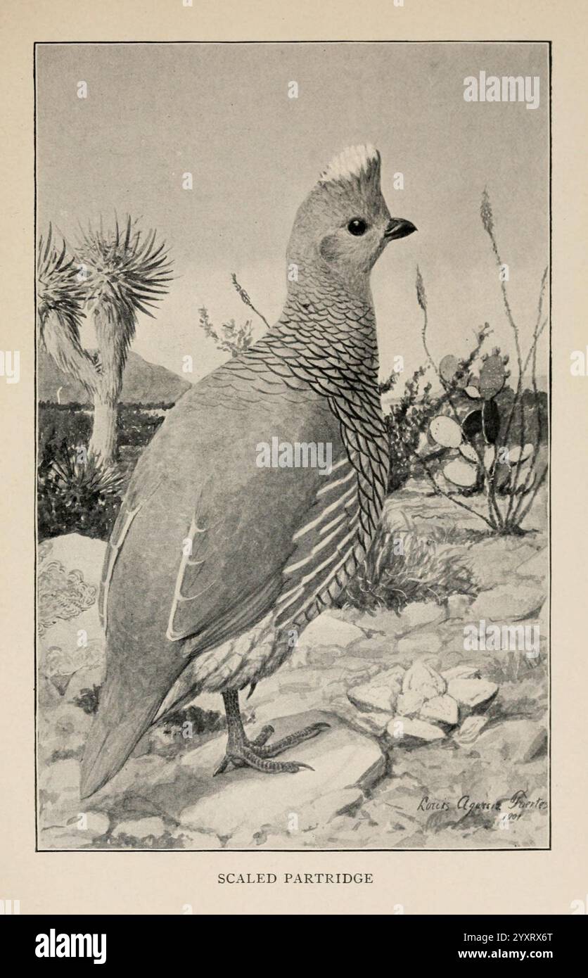 Scaling patterns hi-res stock photography and images - Alamy