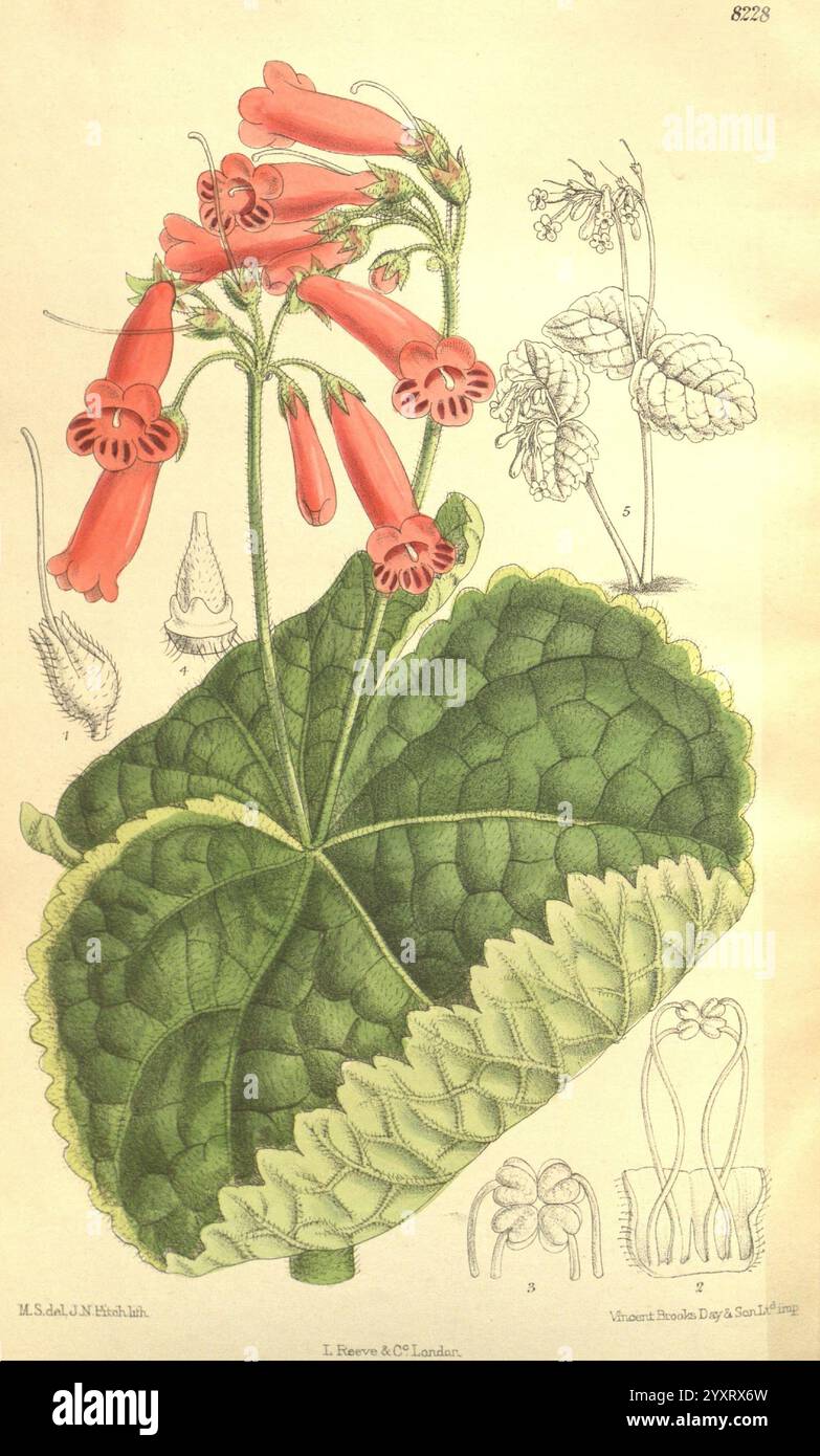 Curtis's botanical magazine, London, New York, botanical illustration ...