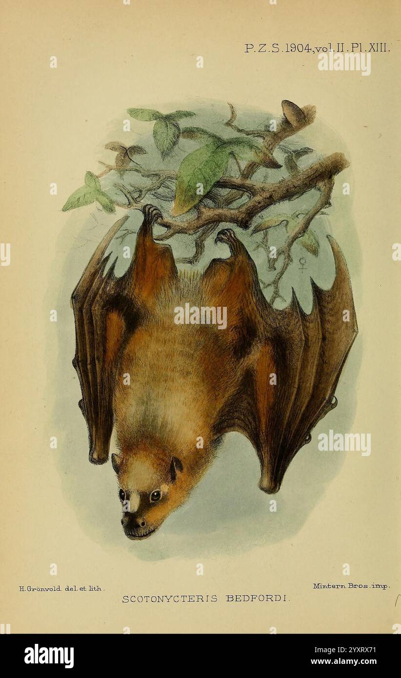 Bats anatomical details hi-res stock photography and images - Alamy