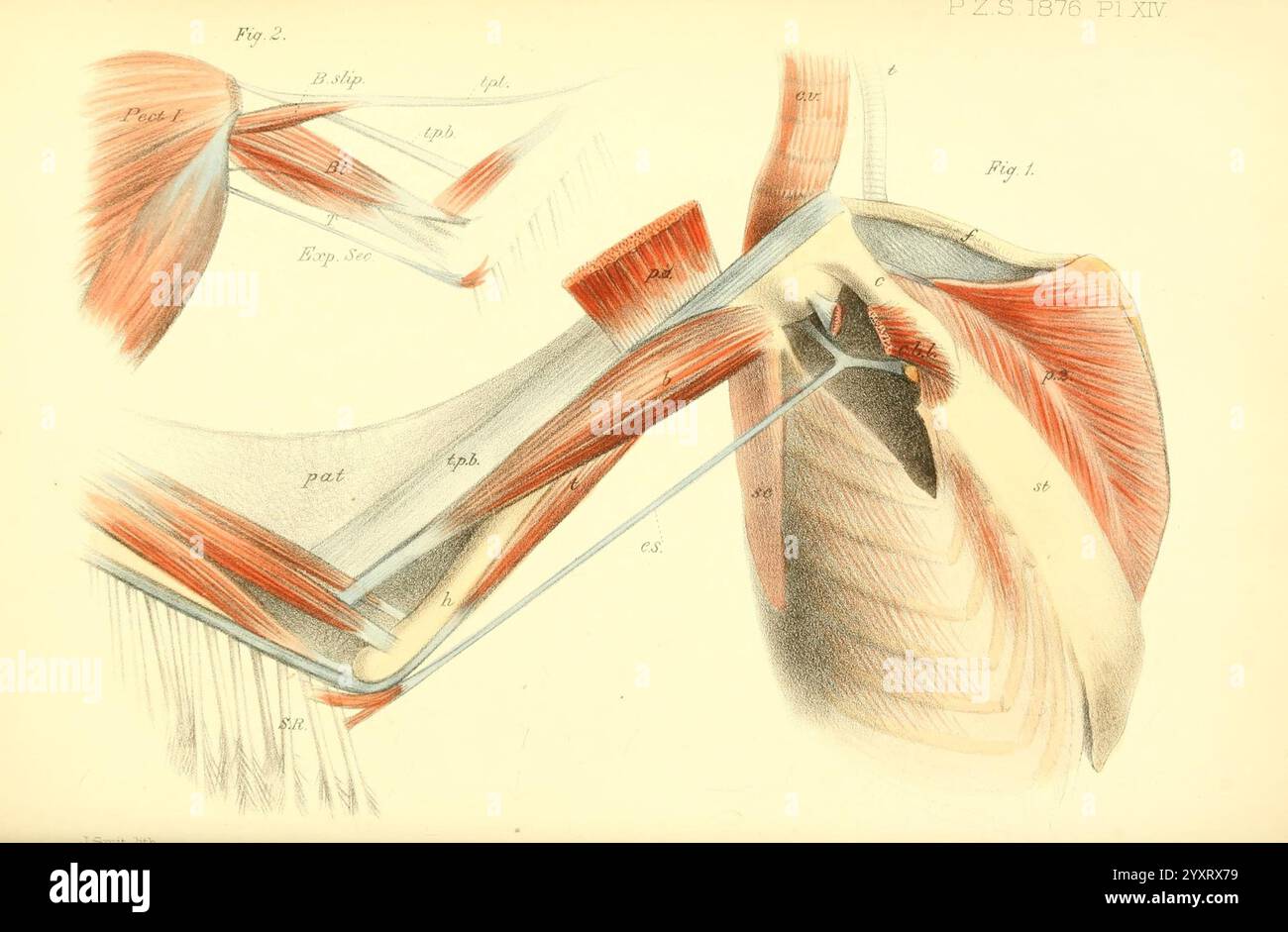 Proceedings of the Zoological Society of London London Academic Press ...