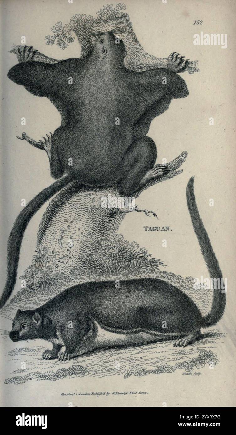 Illustration features two distinct animal species hi-res stock ...